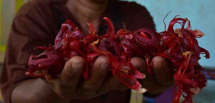 Harga Rempah Tidore Fuli Pala Tembus Rp220 Ribu Per Kilo – Kalesang