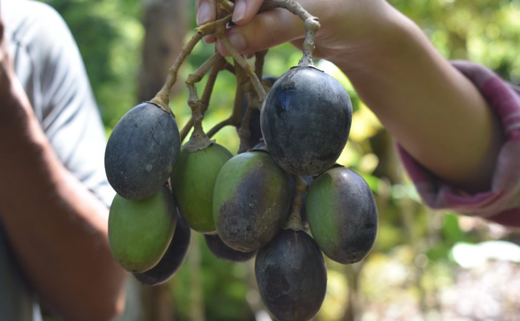 Manfaat Buah Kenari Maluku Utara Pulau Makian Jarang Diketahui – Kalesang