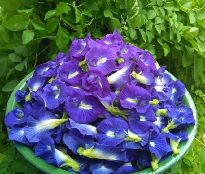 Berasal dari Ternate, Berikut Manfaat Tersembunyi Bunga Telang – Kalesang